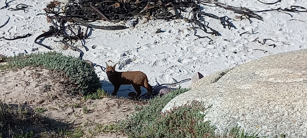 Southern and Eastern African Caracal from Table Mountain National Park ...