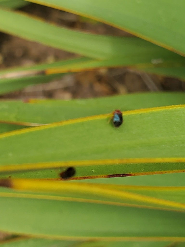 Yucca Plant Bugs in May 2023 by Agnes McGuillicutty · iNaturalist