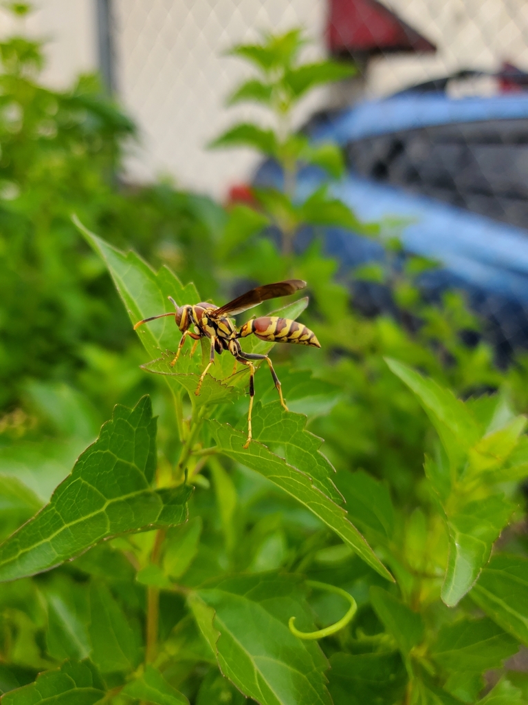 Guinea Paper Wasp in May 2023 by Agnes McGuillicutty · iNaturalist