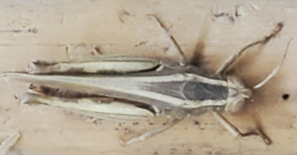 Calliptamus plebeius from Santa Cruz de Tenerife, Spain on April 18 ...