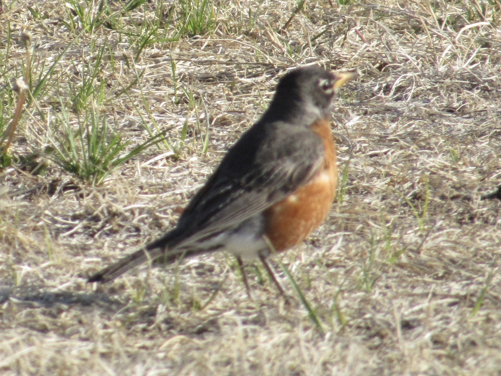 American Robin from Garden City Community College, Garden City, KS, US ...