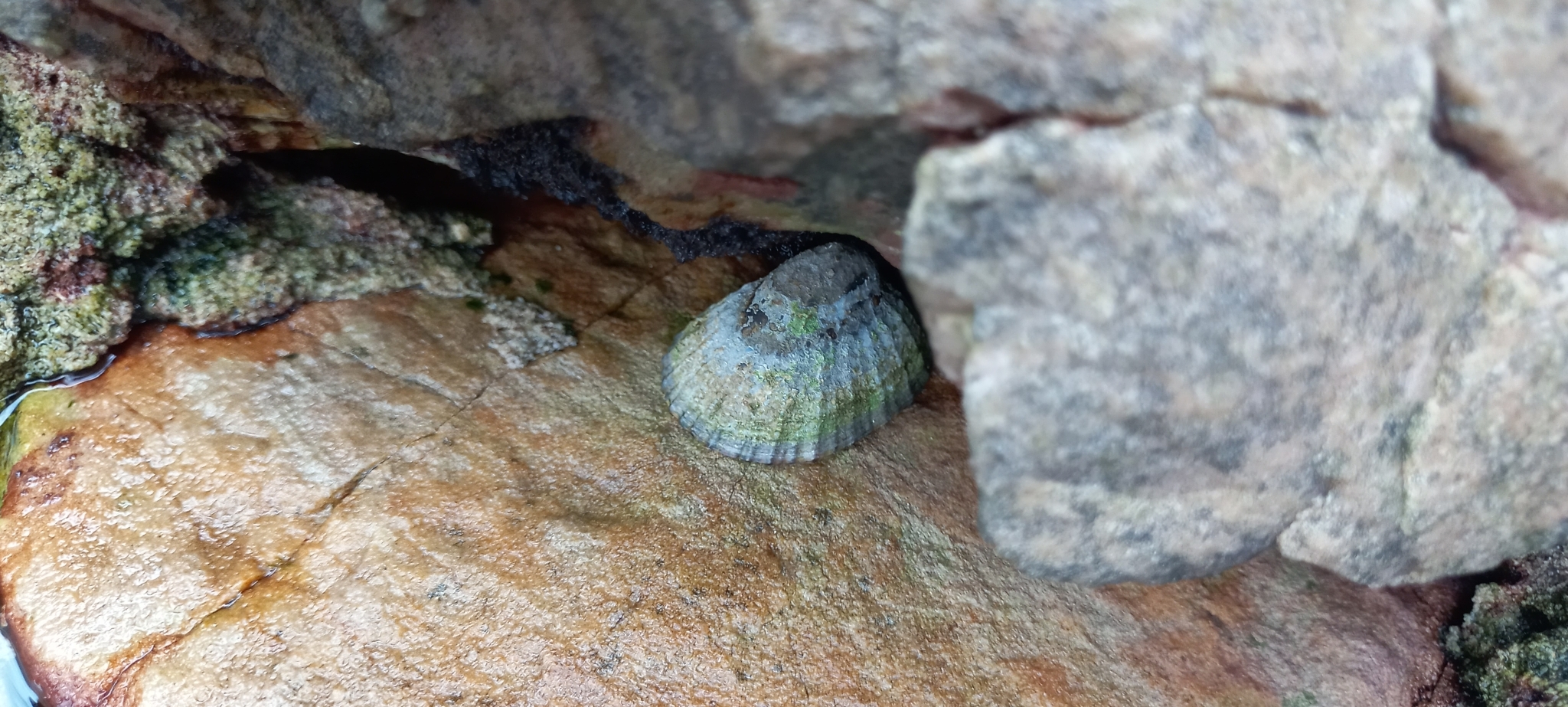 Scutellastra granularis (Linnaeus, 1758)