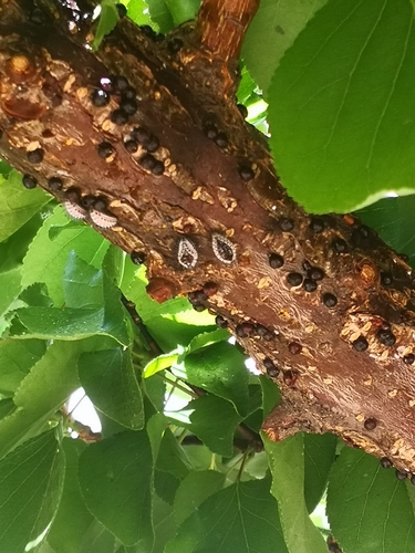 Didesmococcus koreanus · iNaturalist