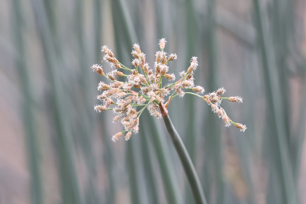 common tule from Lakeside, CA, USA on 29 April, 2023 at 08:08 AM by ...