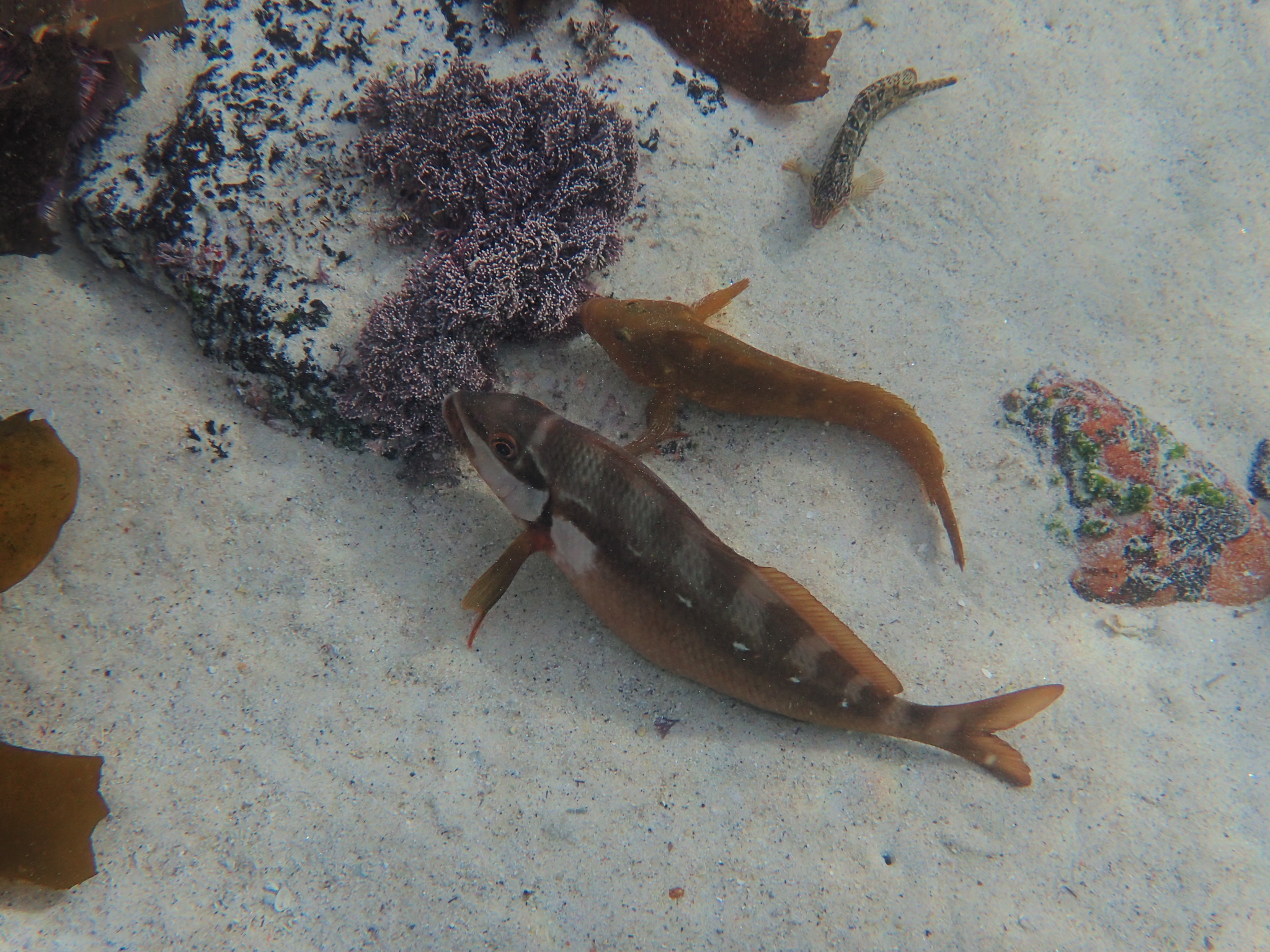 Chirodactylus brachydactylus (Cuvier, 1830)