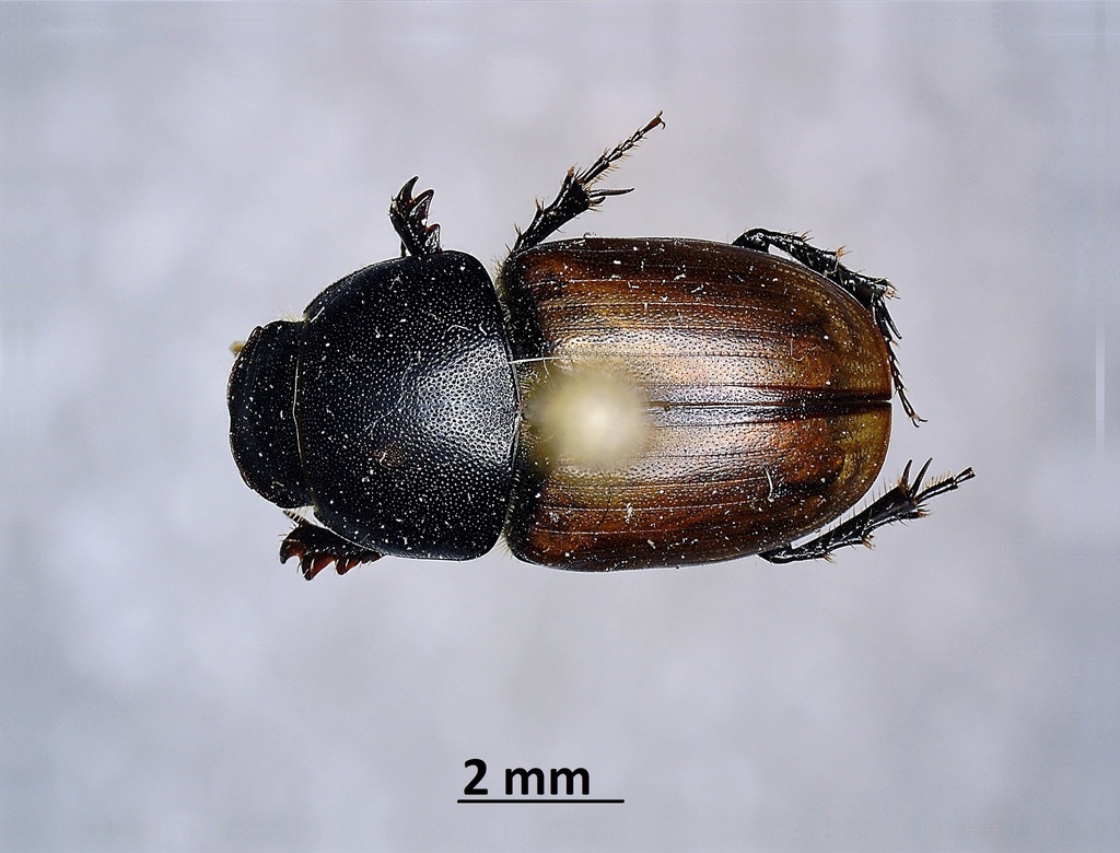 Colobopterus erraticus from Mont Albert, Mont-Albert, QC G0E 1C0 ...