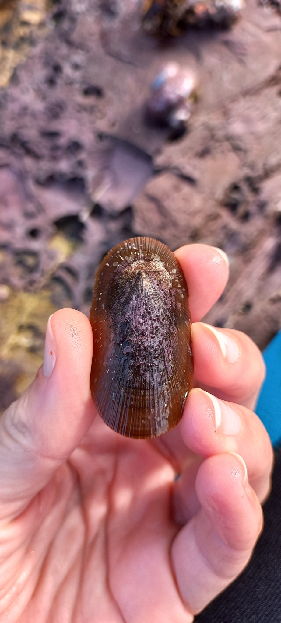 Cymbula compressa (Linnaeus, 1758)