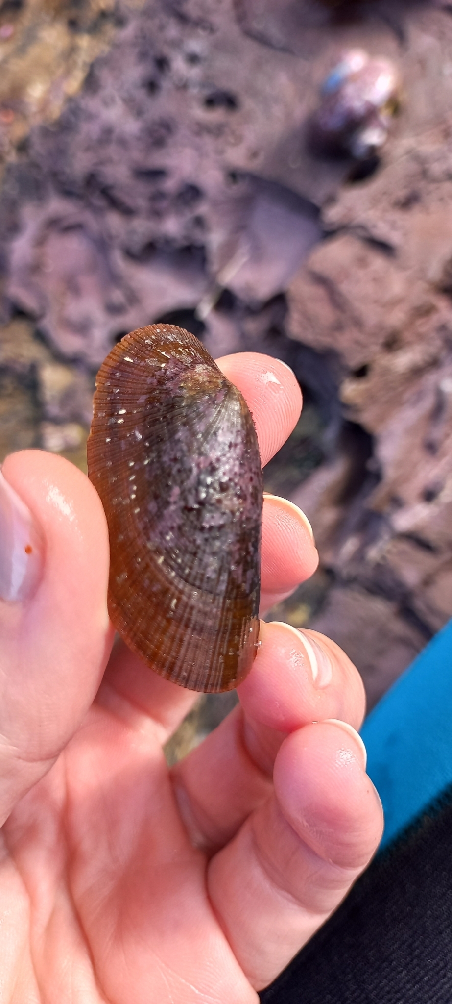 Cymbula compressa (Linnaeus, 1758)