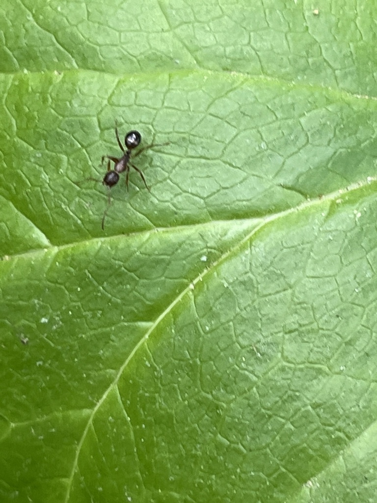 Carpenter Ants, Typical Sugar Ants and Allies from RT-94, Augusta, MO ...