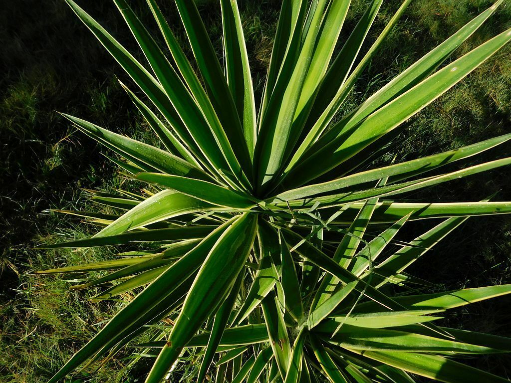 Yuccas from River Loop Greyton, 7233, South Africa on April 28, 2023 at ...