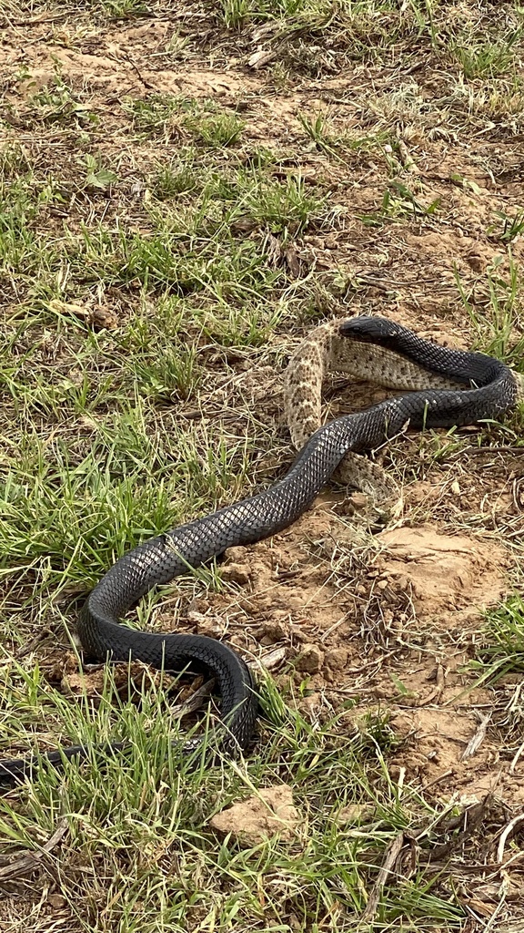 Texas Indigo Snake in May 2023 by Juan D. Garcia. Indigo preying on C ...