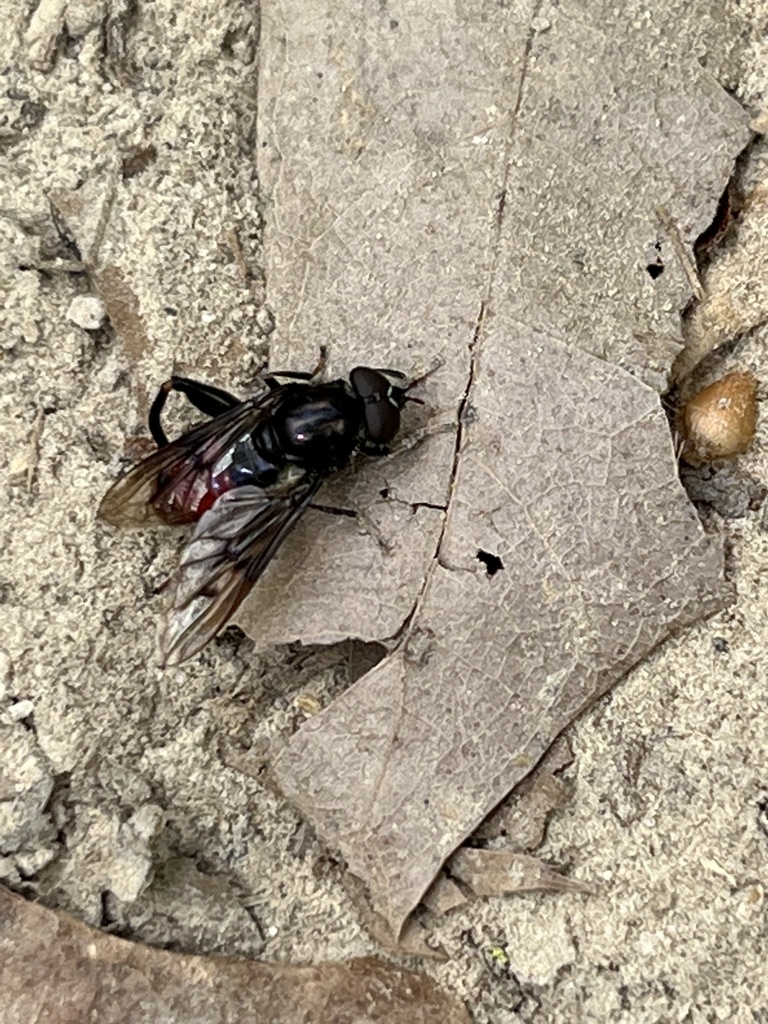 Long-haired Leafwalker from RT-94, Augusta, MO, US on April 29, 2023 at ...