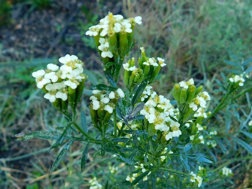 wild marigold from River Loop Greyton, 7233, South Africa on April 28 ...