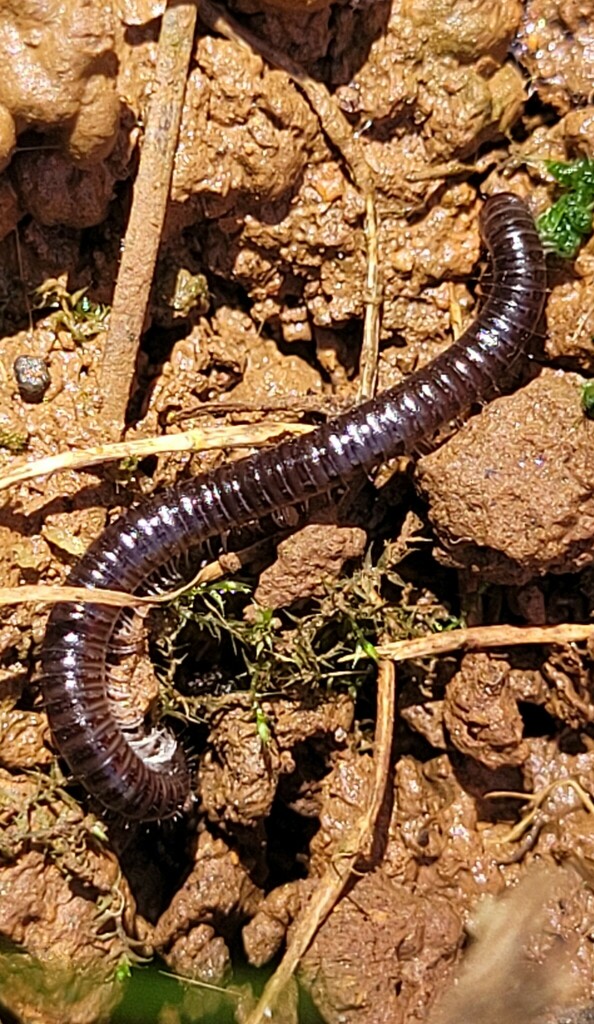 Millipedes from Savage, MD, USA on March 29, 2023 at 12:43 PM by ...