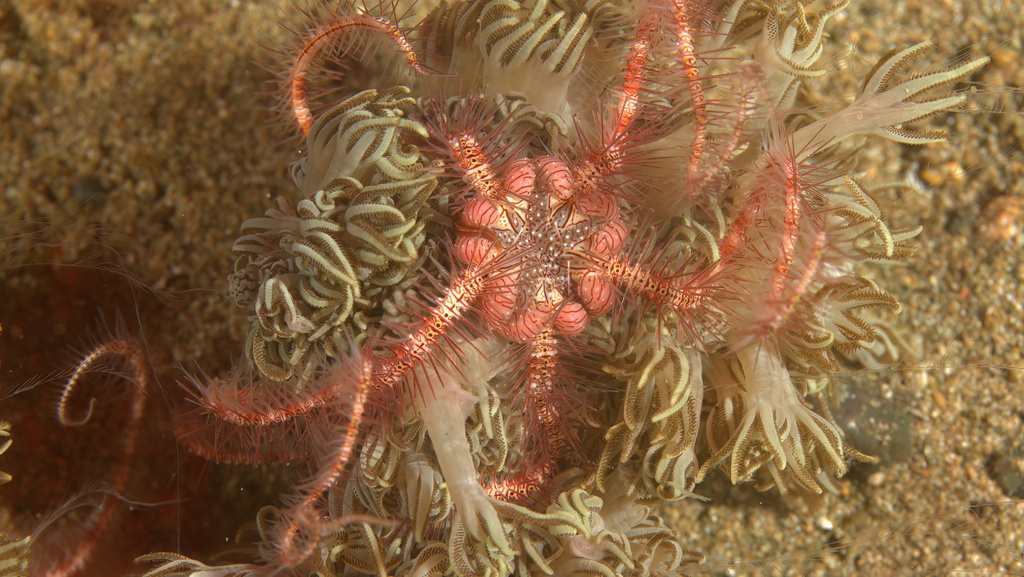 Ophiothrix foveolata Marktanner-Turneretscher, 1887