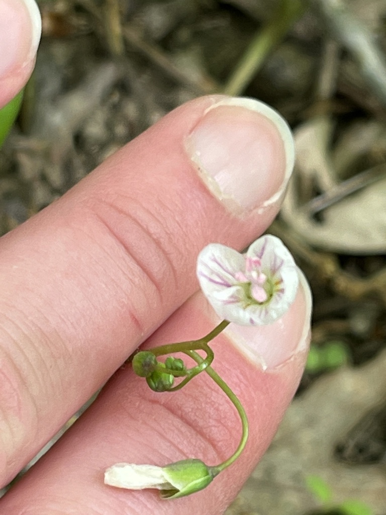 Virginia Springbeauty from RT-94, Augusta, MO, US on April 29, 2023 at ...
