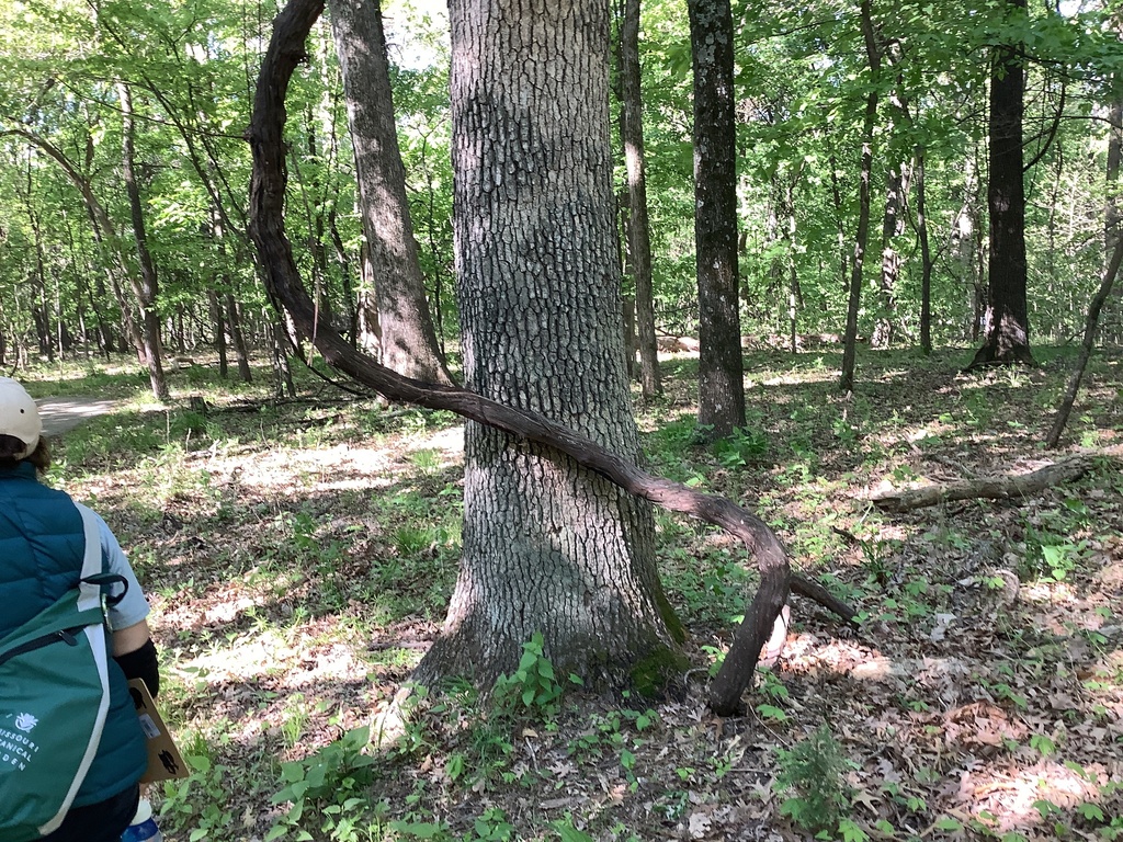white ash from St. Louis County, US-MO, US on May 1, 2023 at 09:29 AM ...