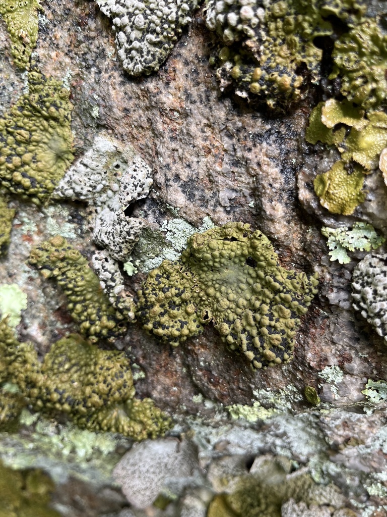 Common Toadskin Lichen from Boonton, NJ, US on May 2, 2023 at 01:09 PM ...