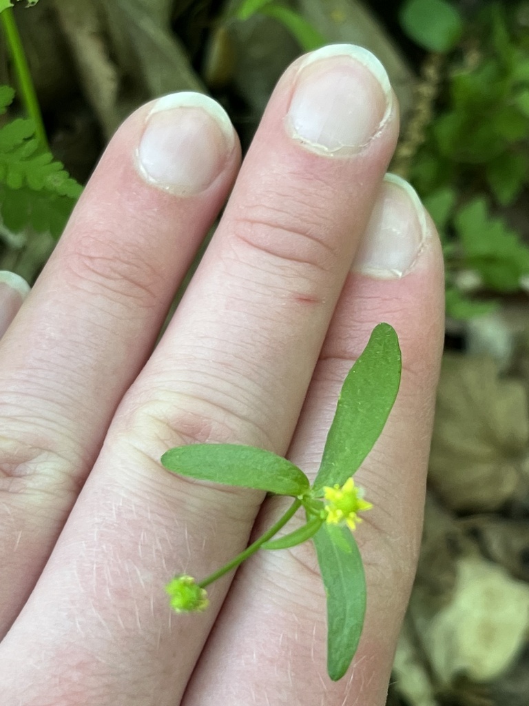 buttercups from RT-94, Augusta, MO, US on April 29, 2023 at 10:51 AM by ...