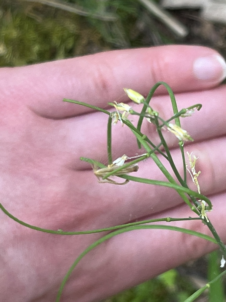 rockcresses from RT-94, Augusta, MO, US on April 29, 2023 at 10:51 AM ...