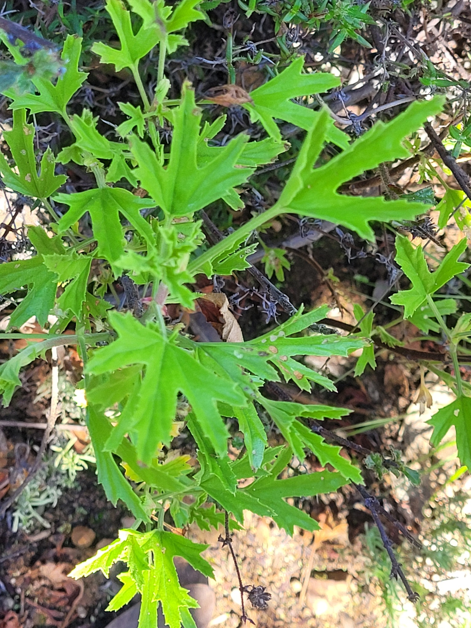 Pelargonium scabrum (L.) L'Hér.