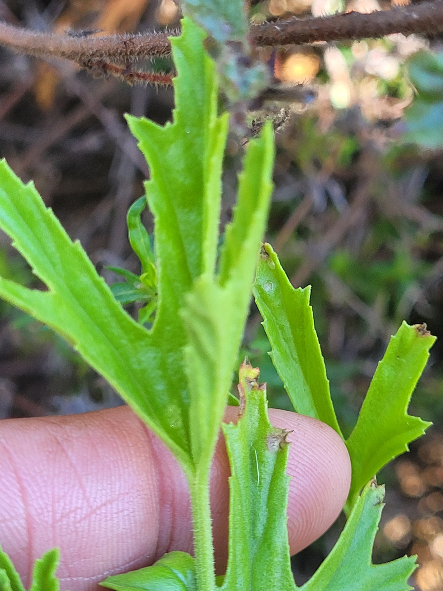 Pelargonium scabrum (L.) L'Hér.