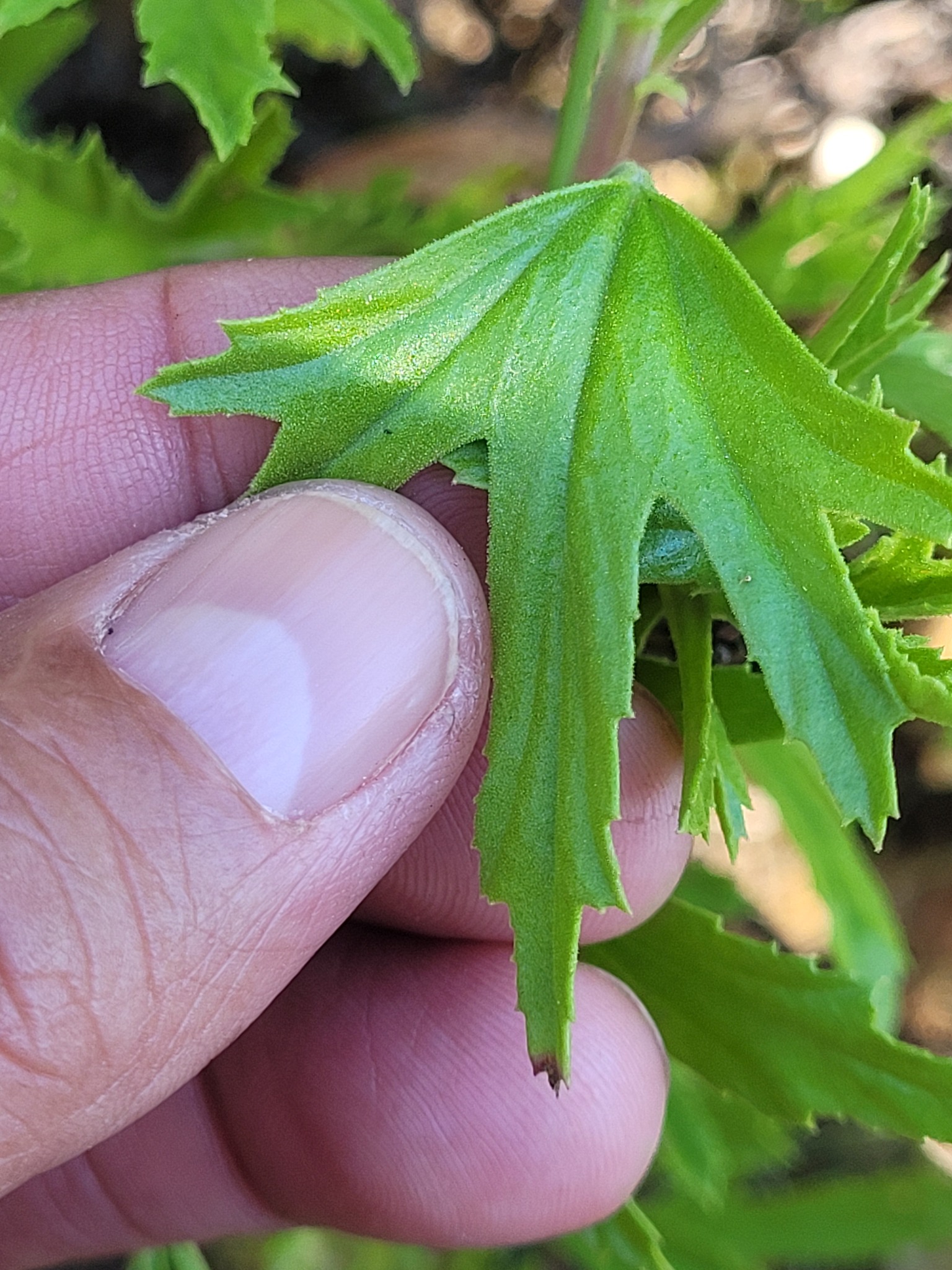 Pelargonium scabrum (L.) L'Hér.