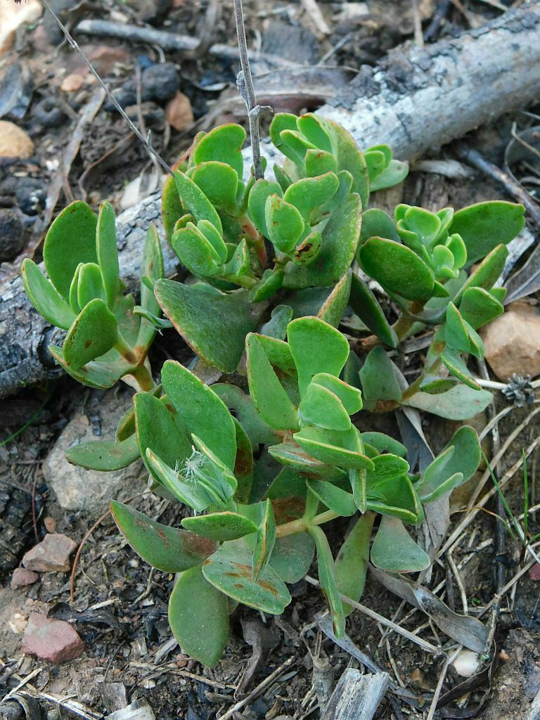stonecrop family from River Loop Greyton, 7233, South Africa on April ...
