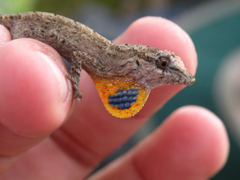 Silky Anole (Reptiles of Costa Rica's Southern Caribbean Lowlands ...