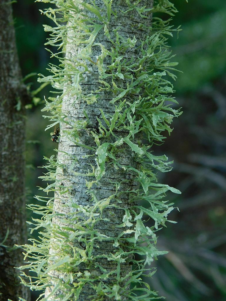 cartilage lichen from River Loop Greyton, 7233, South Africa on April ...