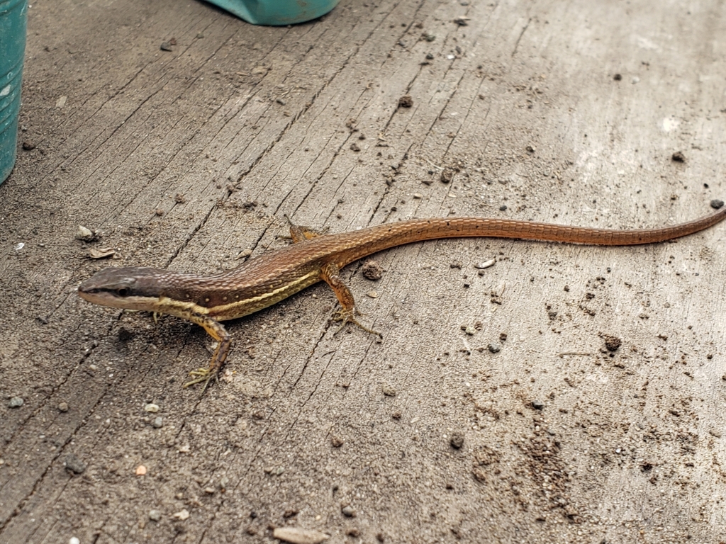 Elegant Eyed Lizard from Pereira, Risaralda, Colombia on April 15, 2023 ...