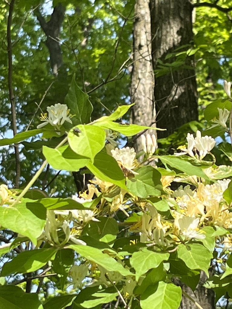 Calyptrate Flies from Katy Trail, Augusta, MO, US on April 29, 2023 at ...
