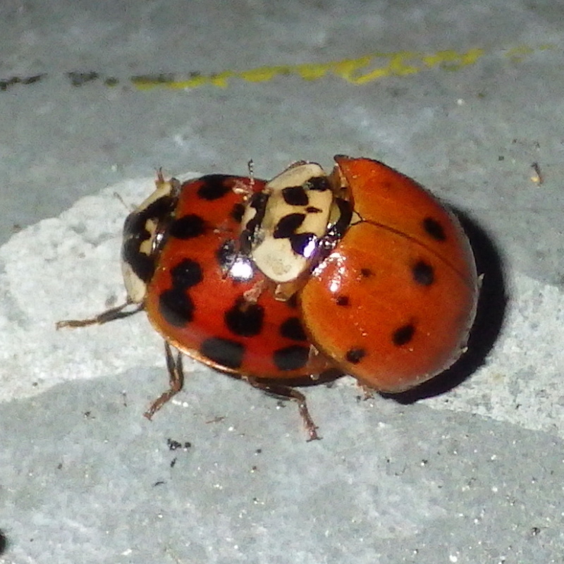 Asian Lady Beetle from Northeast Seattle, Seattle, WA, USA on April 29 ...