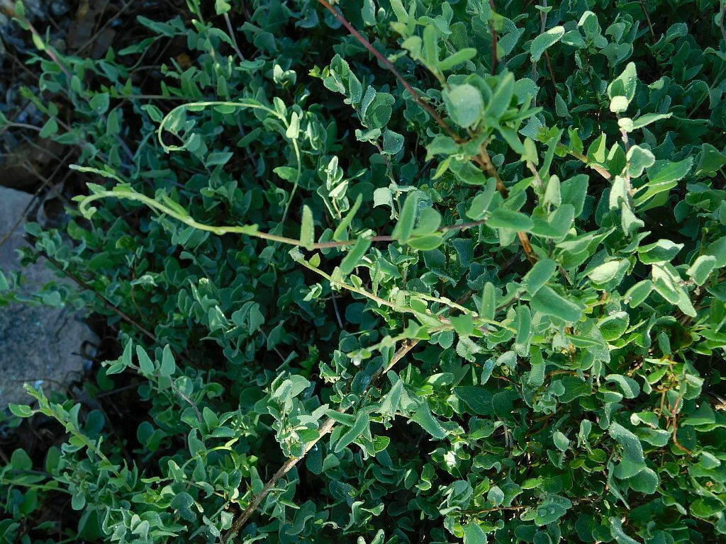 Cape Moonseed Vine from River Loop Greyton, 7233, South Africa on April ...