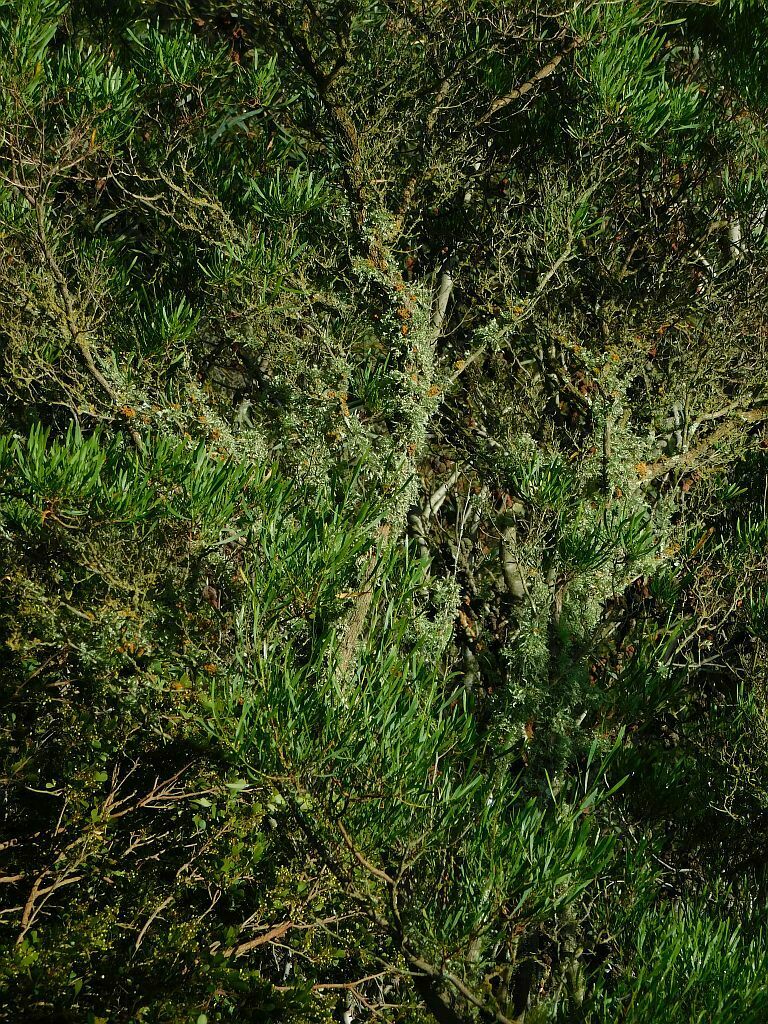 cartilage lichen from River Loop Greyton, 7233, South Africa on April ...