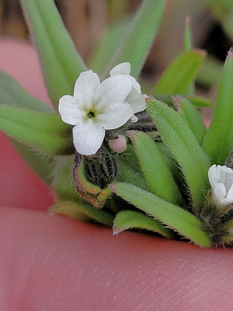 corn gromwell from Saltfleet Conservation Area, Hamilton, ON, Canada on ...