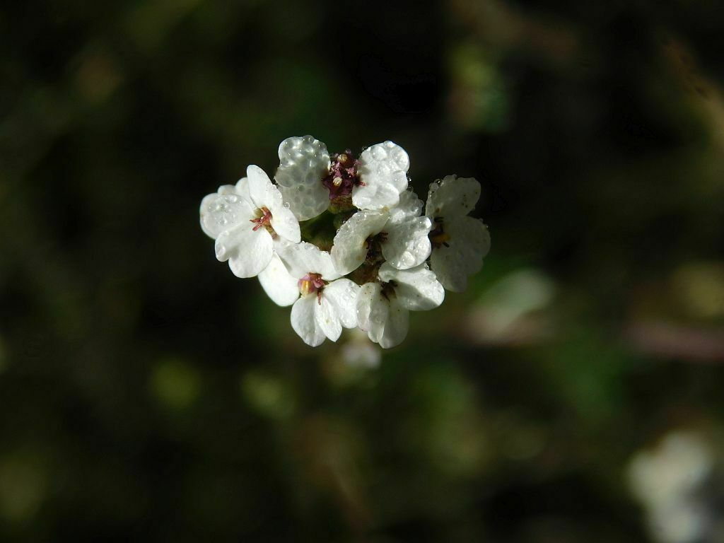 Cape Snow Bush from River Loop Greyton, 7233, South Africa on April 28 ...
