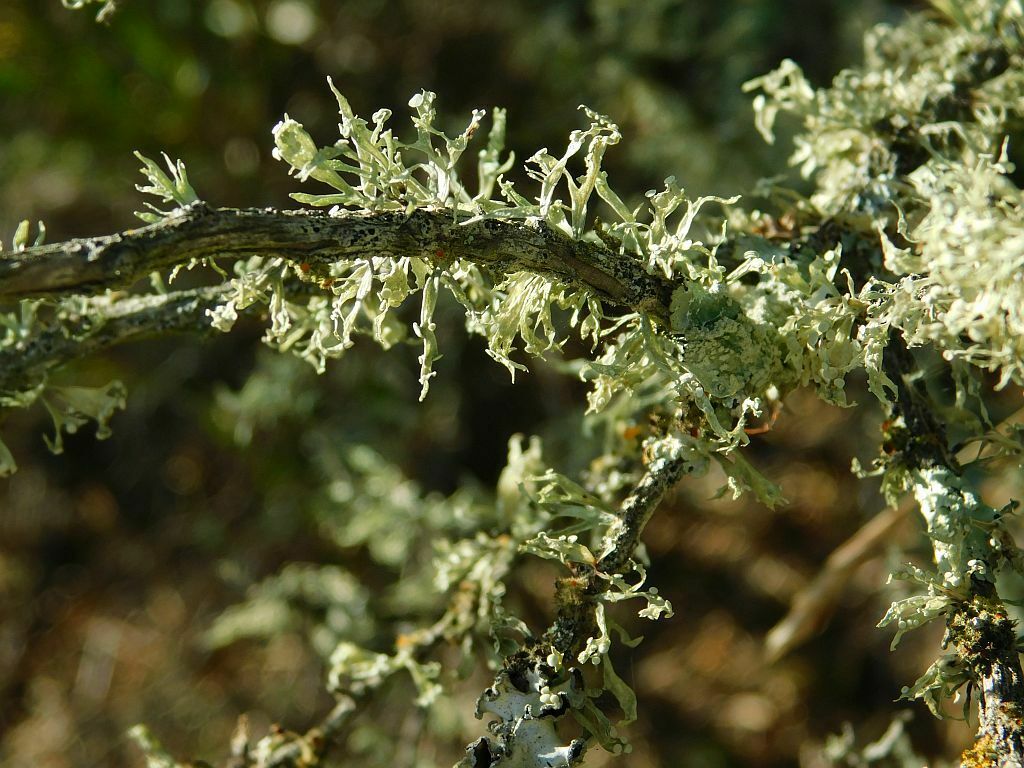 cartilage lichen from River Loop Greyton, 7233, South Africa on April ...