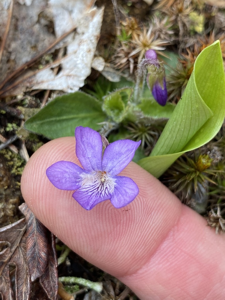 downy blue violet from Palmer Wildlife Management Area, Palmer, MA, US ...