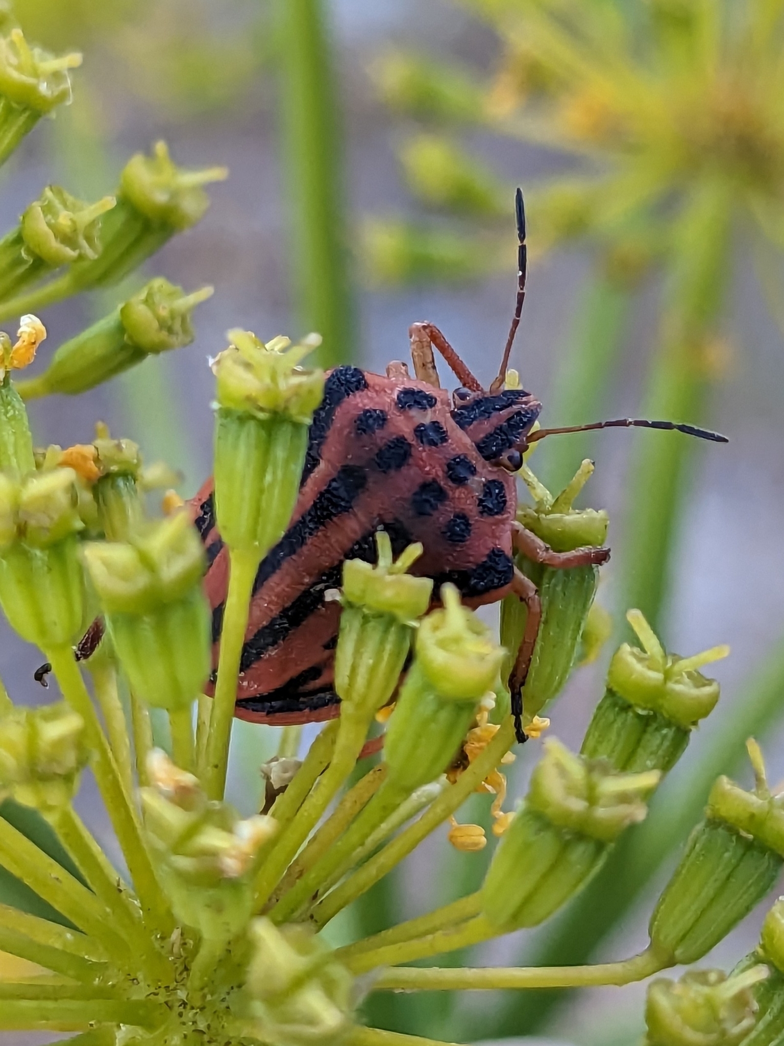 Graphosoma semipunctatum (Fabricius, 1775)