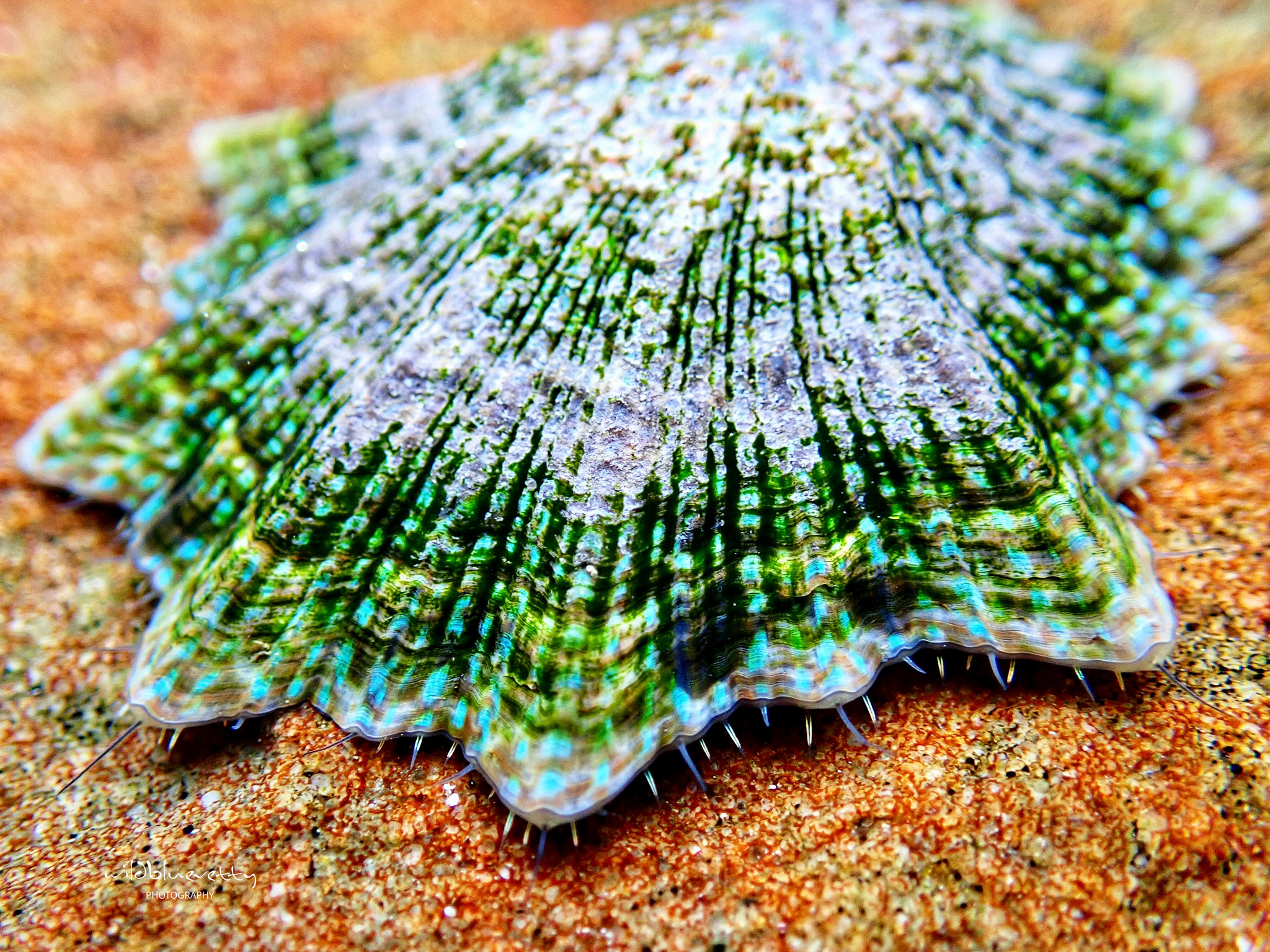 Cymbula oculus (Born, 1778)