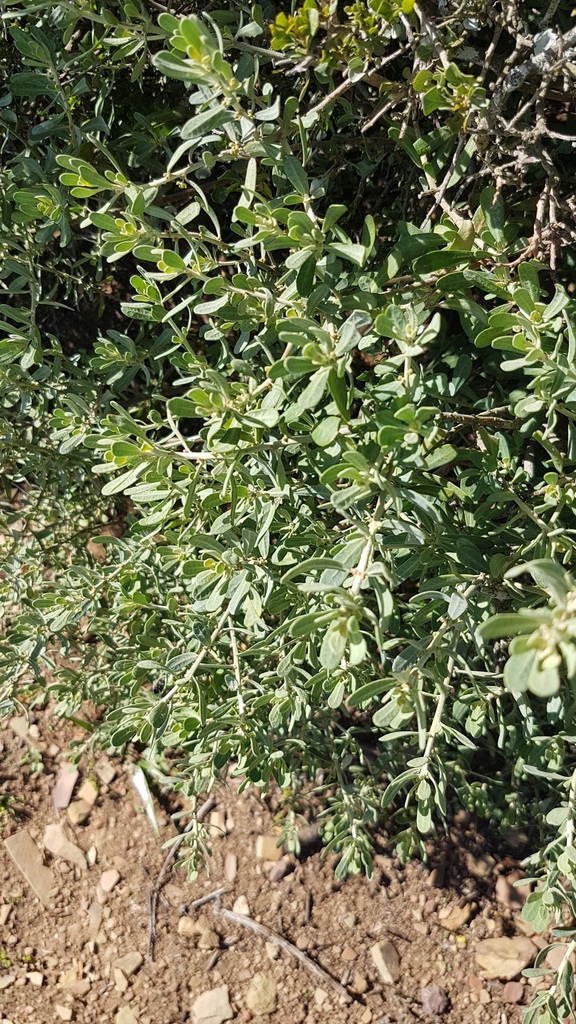 Grey Clut from Blaauwberg NR, Cape Town, South Africa on April 30, 2023 ...