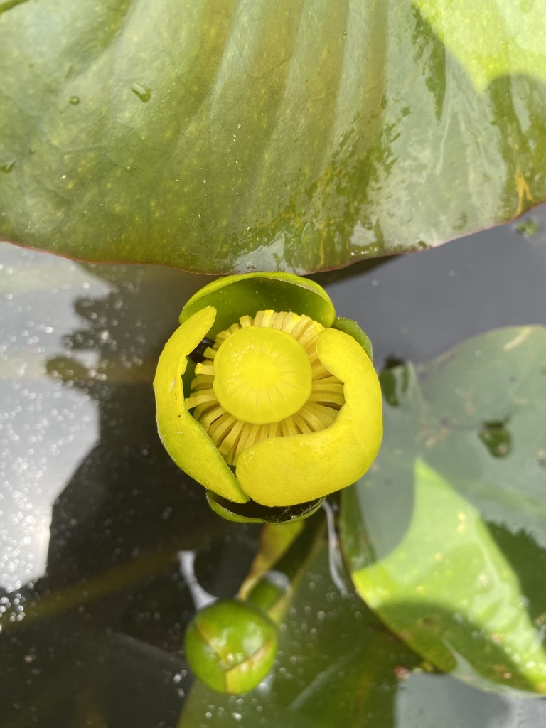 spatterdock from Church View, VA, US on May 2, 2023 at 12:41 PM by ...