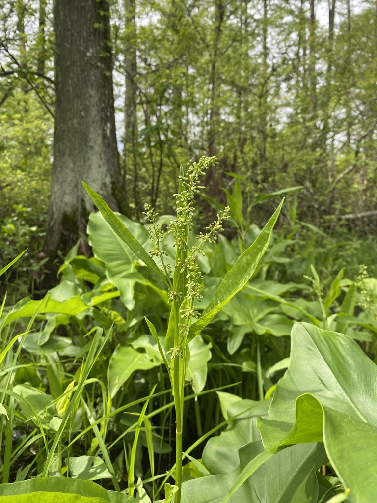 swamp dock from Mattaponi, Church View, VA, US on May 02, 2023 at 11:11 ...