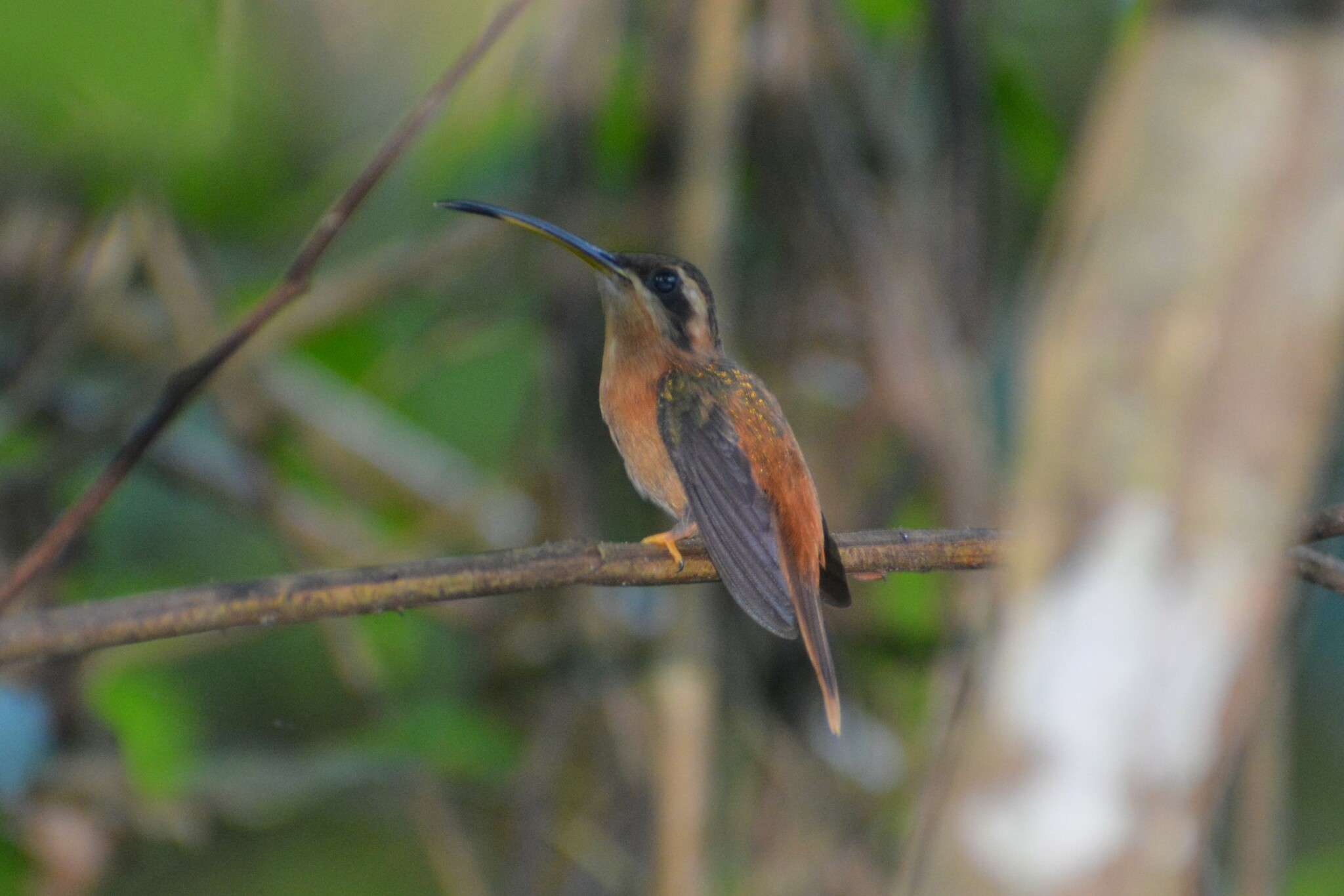 Phaethornis ruber (Linnaeus, 1758)