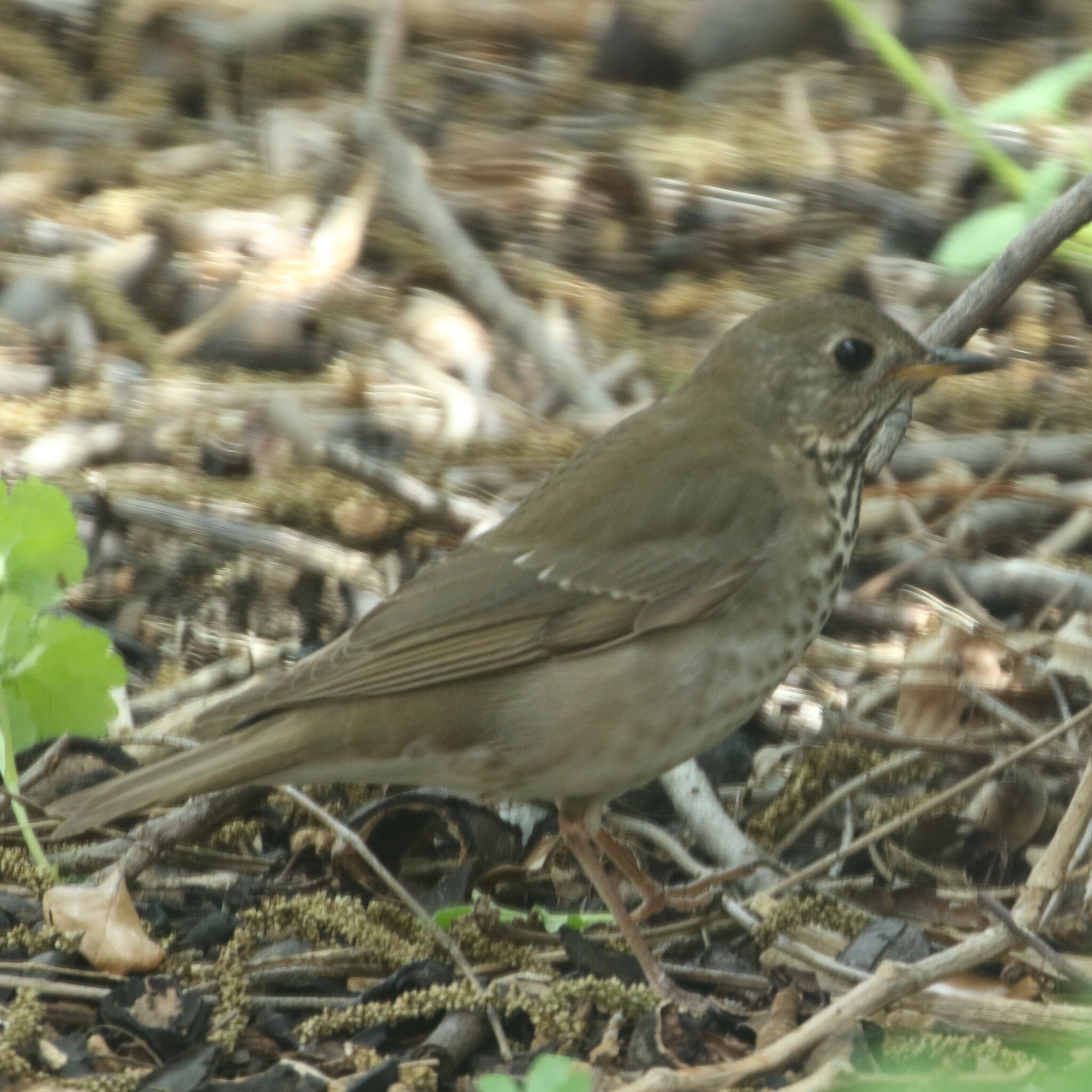 Catharus minimus (Lafresnaye, 1848)