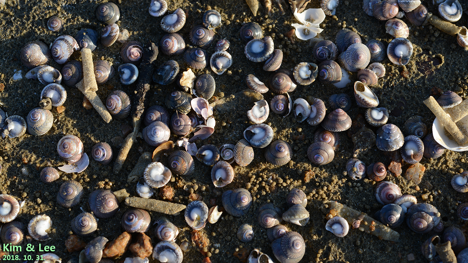 Umbonium thomasi (Crosse, 1863)