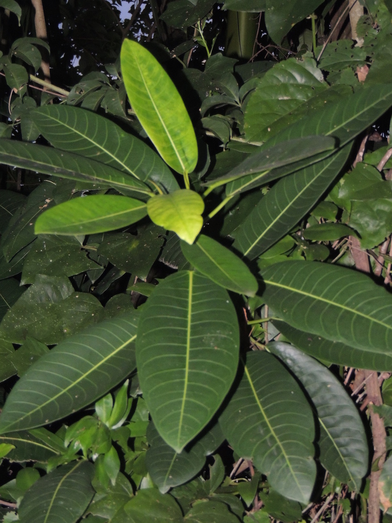 Ficus adhatodifolia from FURB – Câmpus 1, Itoupava Seca, Blumenau - SC ...