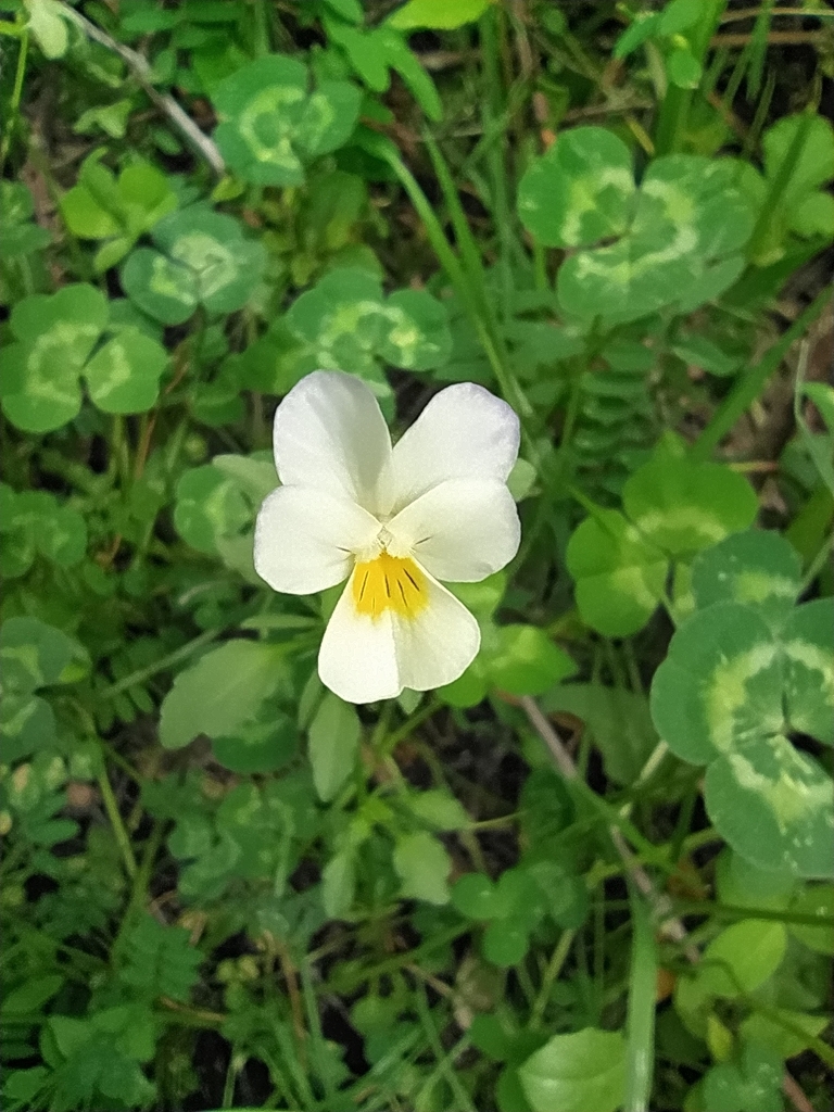 Wild Pansy from 03018 Paliano FR, Italia on May 02, 2023 at 03:24 PM by ...