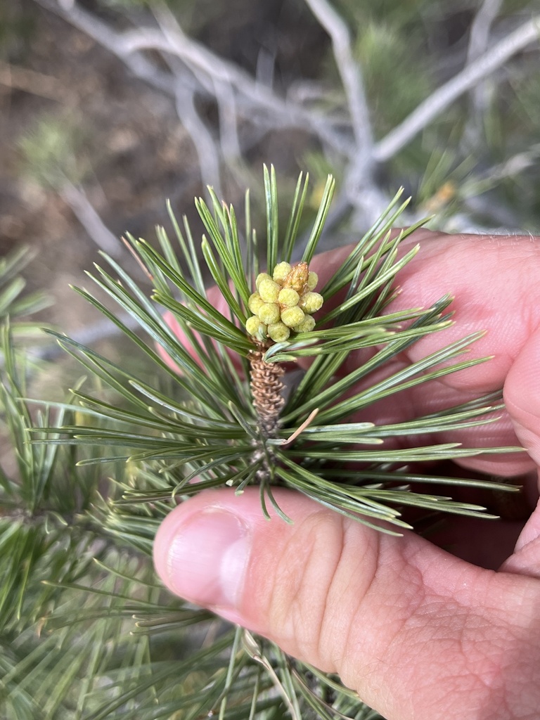 Mexican pinyon from Big Bend National Park, Alpine, TX, US on May 1 ...